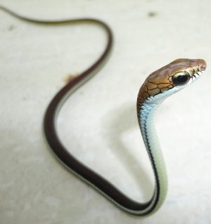 Striped Bronzeback Snake | Non-venomous | Thailand Snake