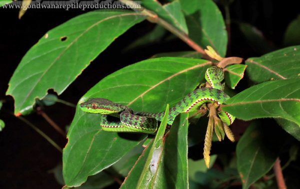 Trimeresurus phuketensis | New Thailand Snake | Thailand Snakes
