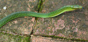 Common Thailand Snakes | Snake Information | Thailand Snakes