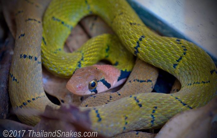 Thailand snake Archives | ThailandSnakes