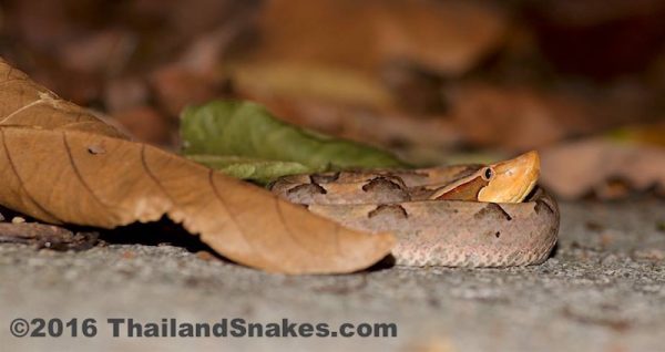 Herping for Snakes | Herping Tips in Southeast Asia