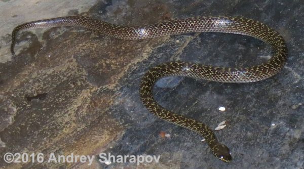 Common Wolf Snake (Lycodon Capucinus) | Thailand Snake