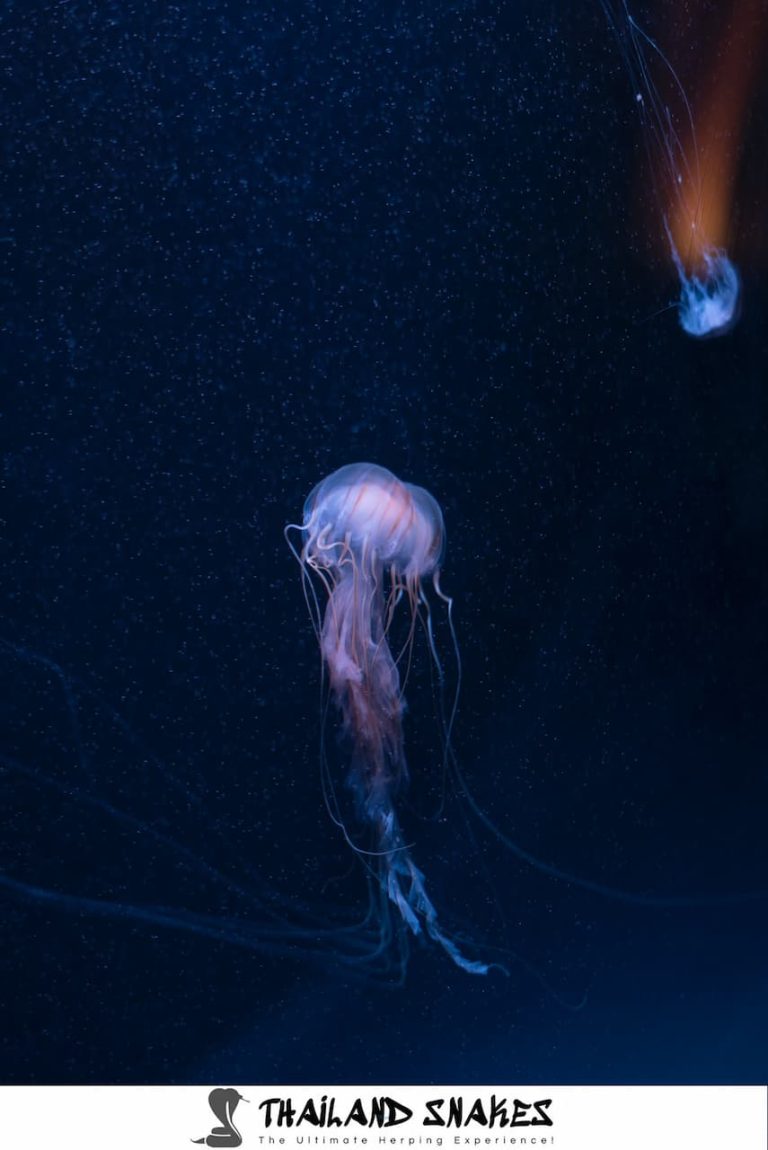 Box Jellyfish Of Asia | Box Jellyfish Information | Thailand Snakes