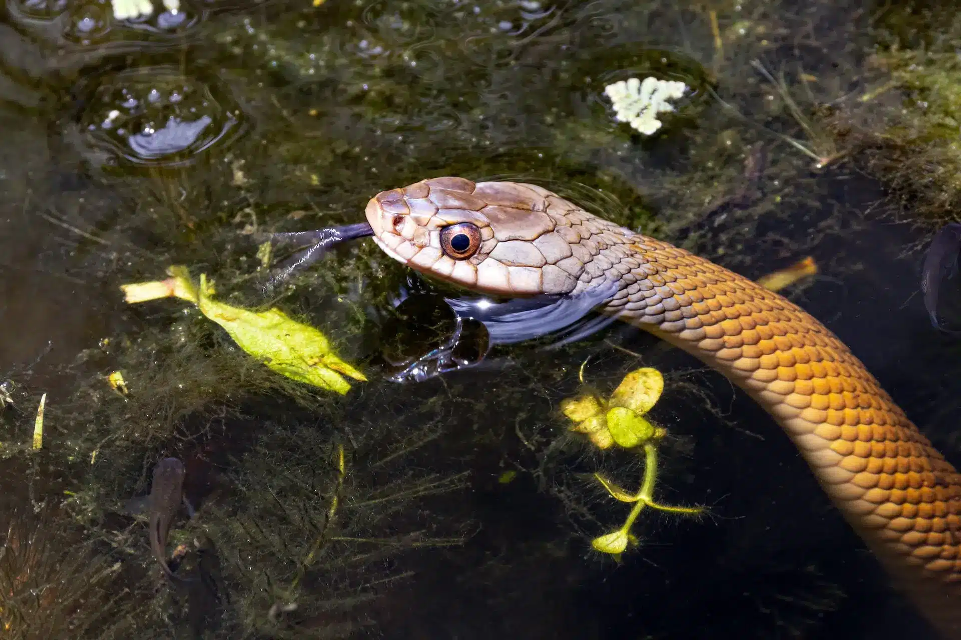 Common Keelback | Thailand Snake Journal | Thailand Snakes