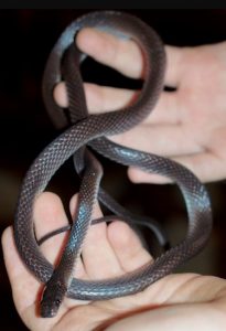 Dragon Snake (Xenodermus javanicus) | Thailand Snakes