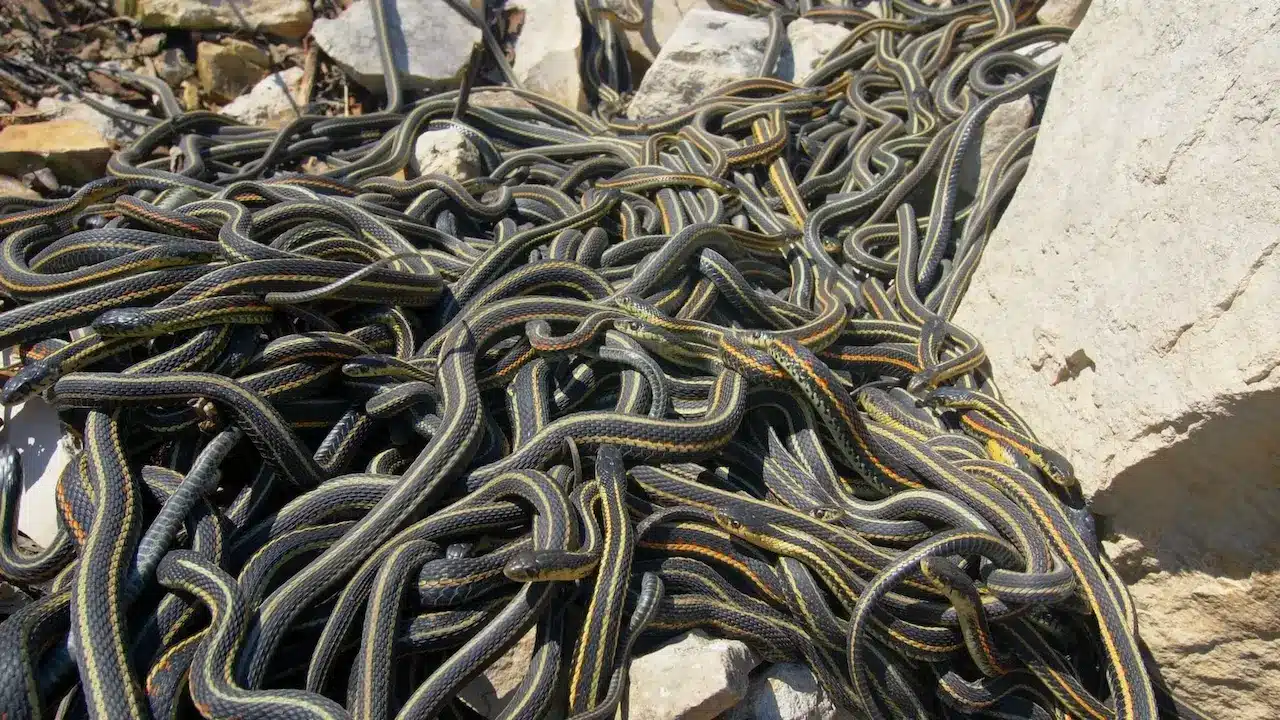 What is Field Herping for Snakes | How To Do It | Thailand Snakes