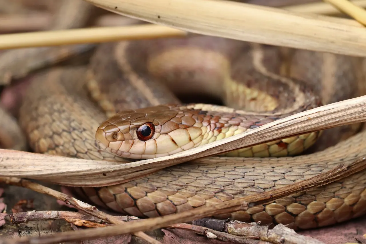 Herping for Snakes | Herping Tips and Tricks | Thailand Snake