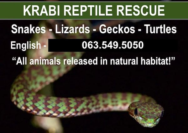 Krabi Snake Rescue Service | ThailandSnakes