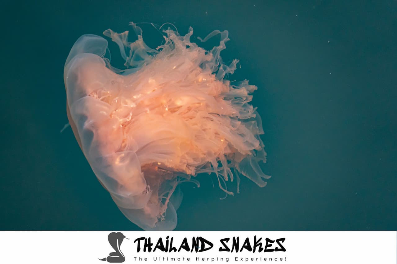 Box Jellyfish Of Asia | Box Jellyfish Information | Thailand Snakes