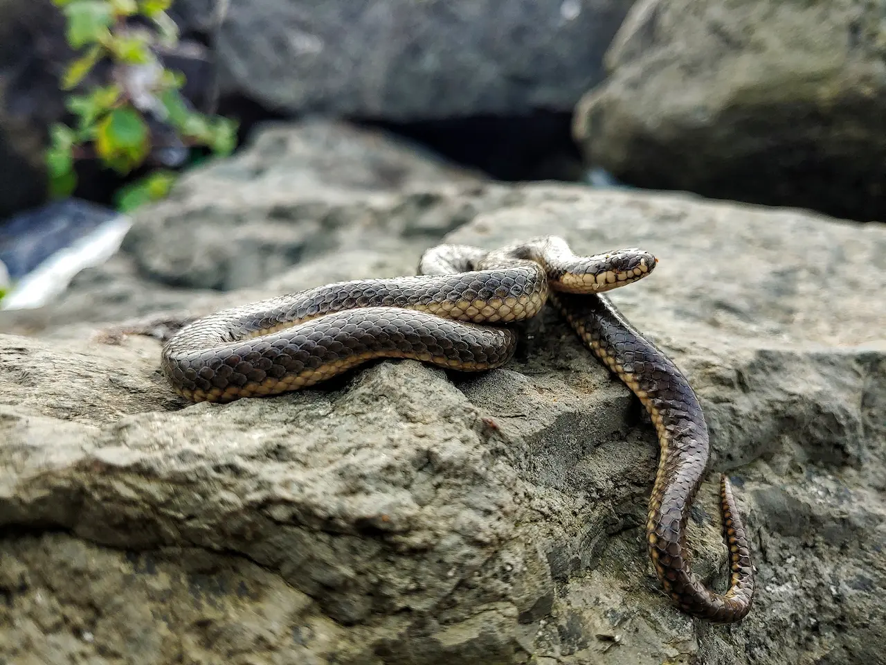 Preparing for Herping Season | Thailand Snakes