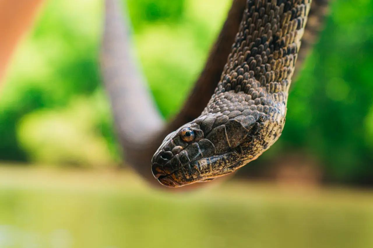 Puff-faced Water Snake (Homalopsis buccata) | Thailand Snakes