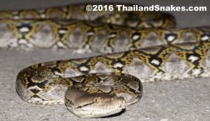 Reticulated Python (Python reticulatus) | Thailand Snakes