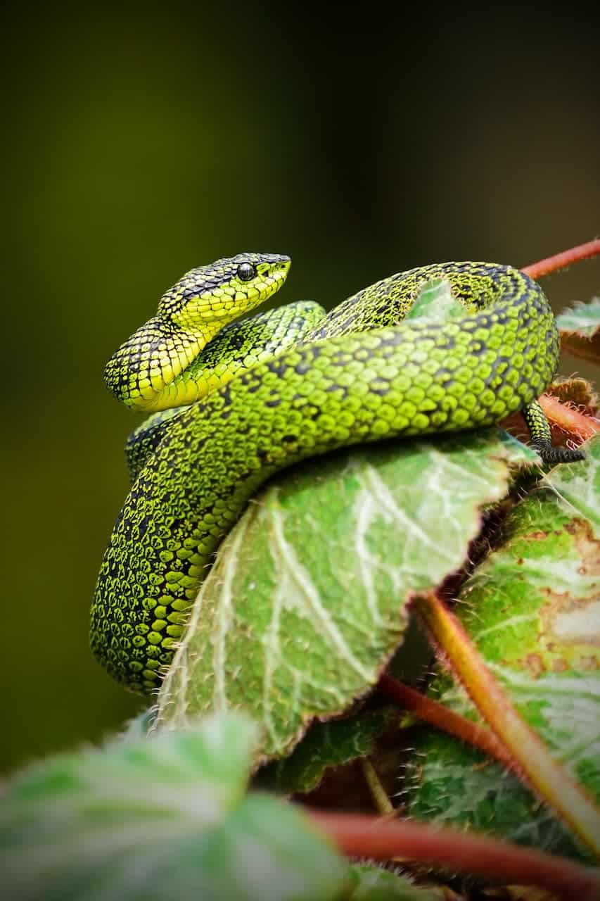 Snake Breeds | Asian Snake Information | Thailand Snakes