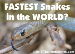 What Are the Fastest Snakes? | Snake Information |Thailand Snake