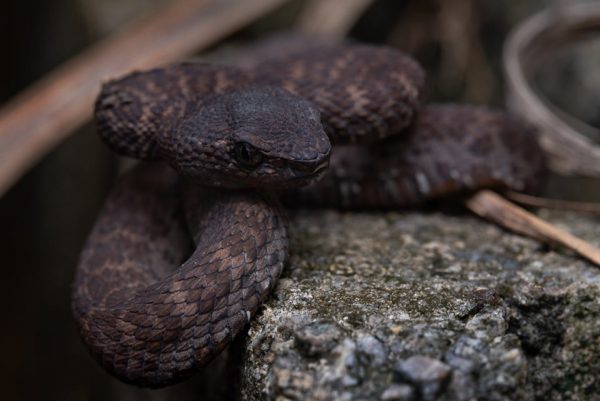 Mangrove Pit Viper Information | Thailand Snakes